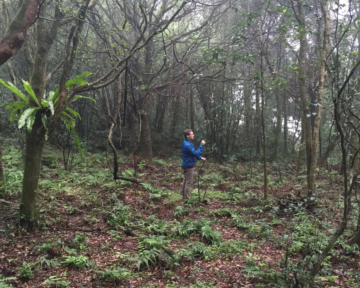 COLIN HUDON / CREATOR OF LIVING TEA – Sun Potion