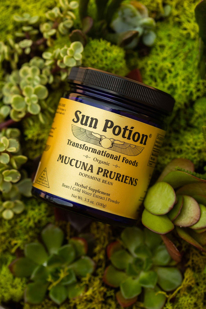 Mucuna Pruriens Powder (Organic) – Sun Potion